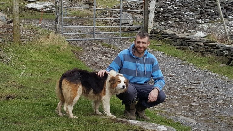 Sheepdog Trials in Ireland | Experience the Skill & Precision